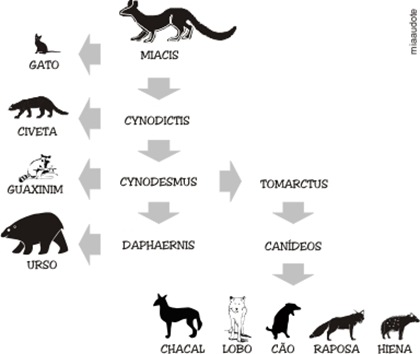 Tudo é Belo Mesmo Sem Cor: Origem dos cães
